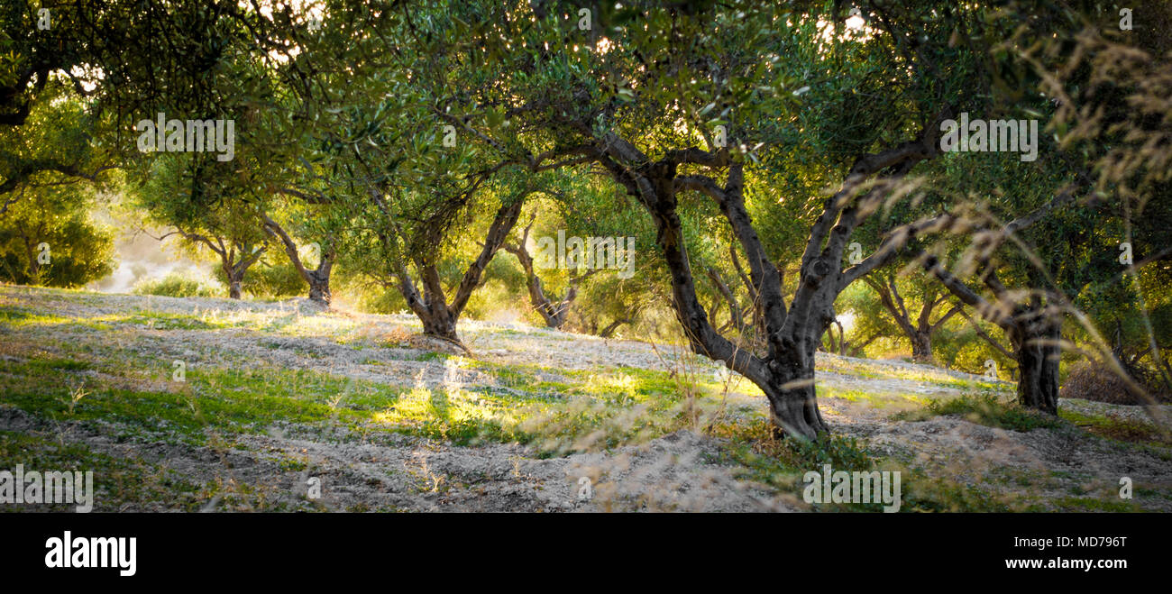 Trees in forest, Crete, Greece Stock Photo - Alamy