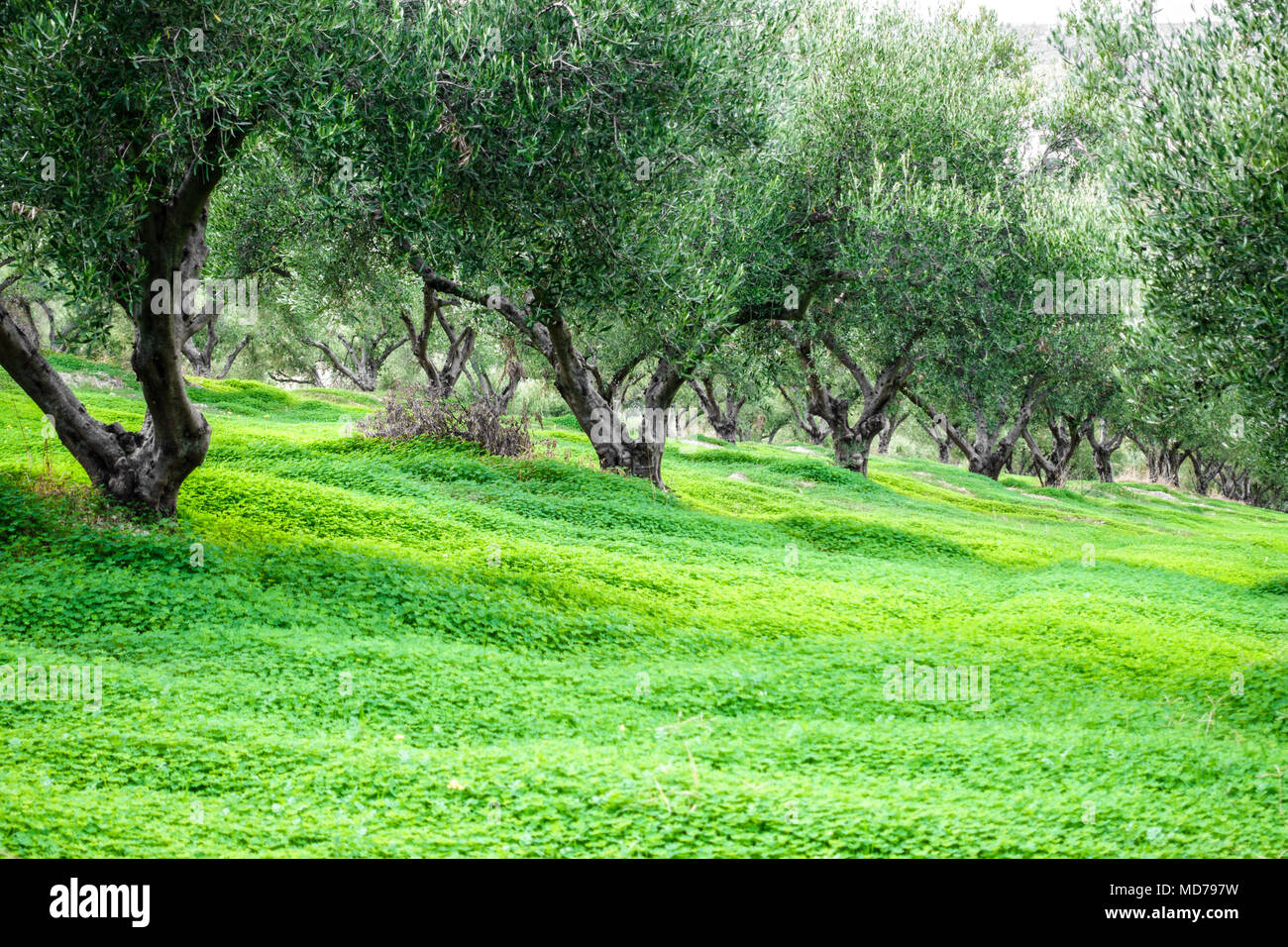 View of trees in a row on green grass, Greece Stock Photo - Alamy