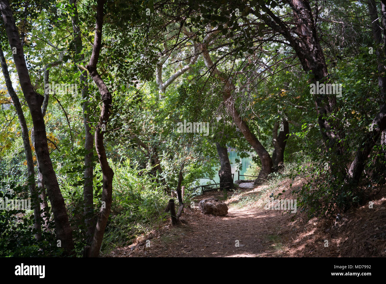 Dirt road through trees in forest, Crete, Greece Stock Photo - Alamy
