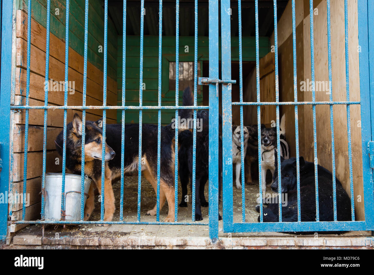 Cage with dogs in animal shelter Stock Photo - Alamy