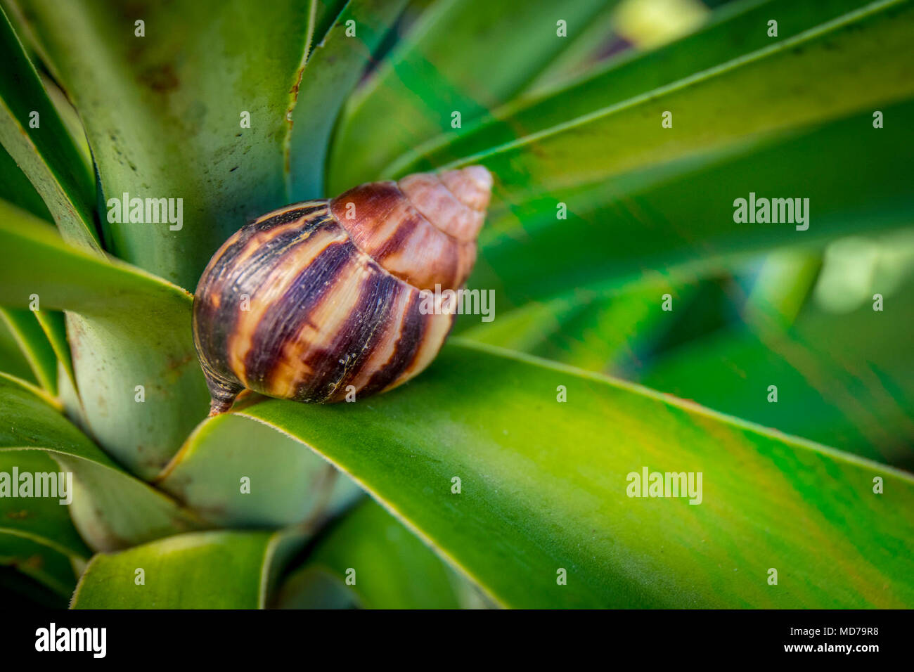 U.S. Department of Agriculture (USDA) Animal and Plant Health ...
