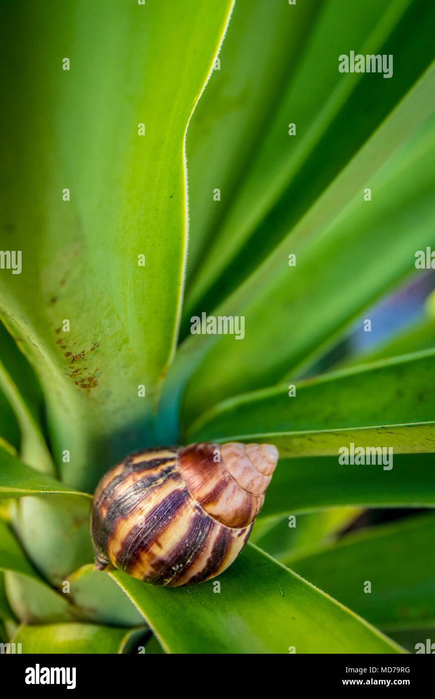 U.S. Department of Agriculture (USDA) Animal and Plant Health ...