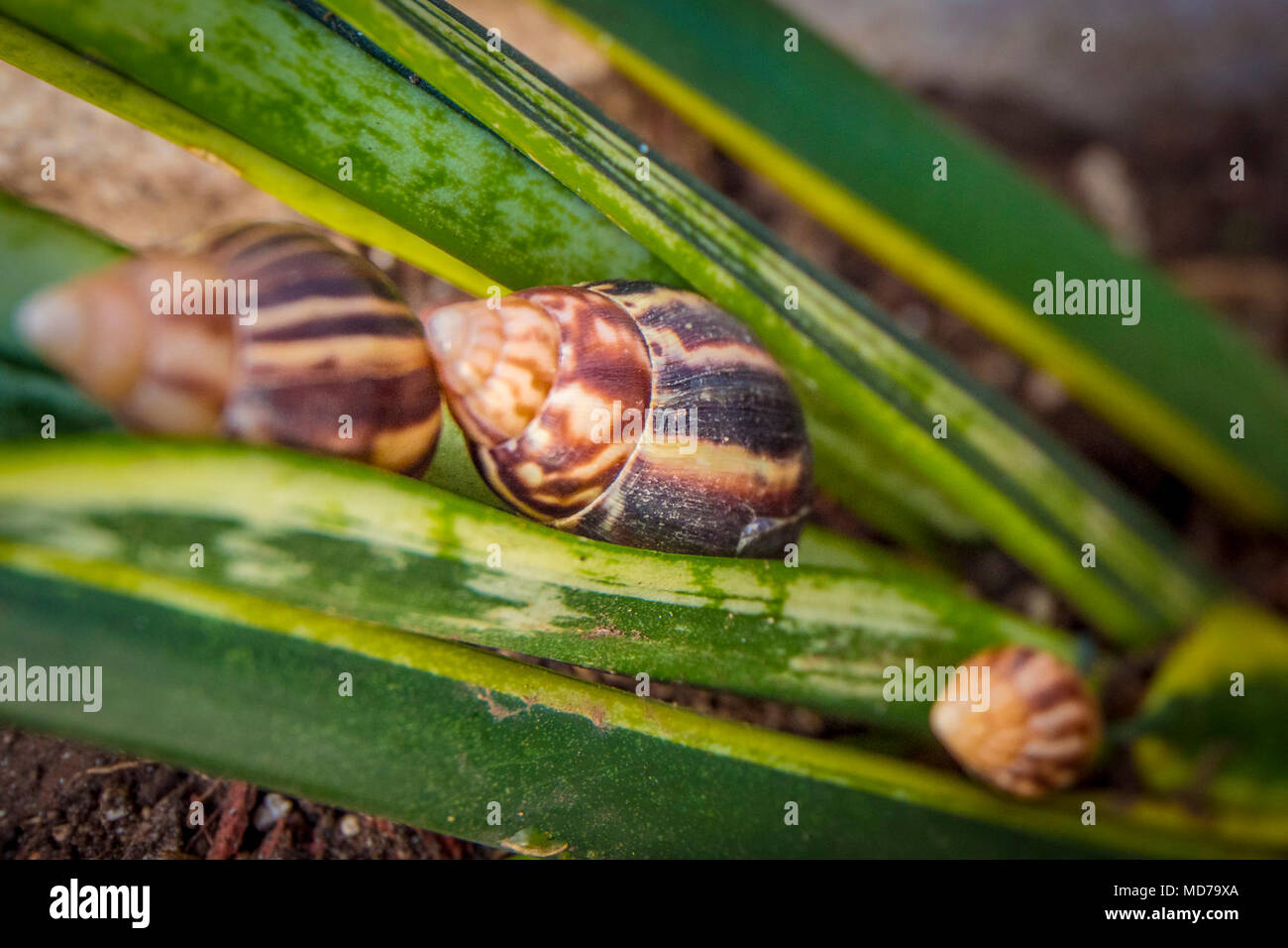 U.S. Department of Agriculture (USDA) Animal and Plant Health ...