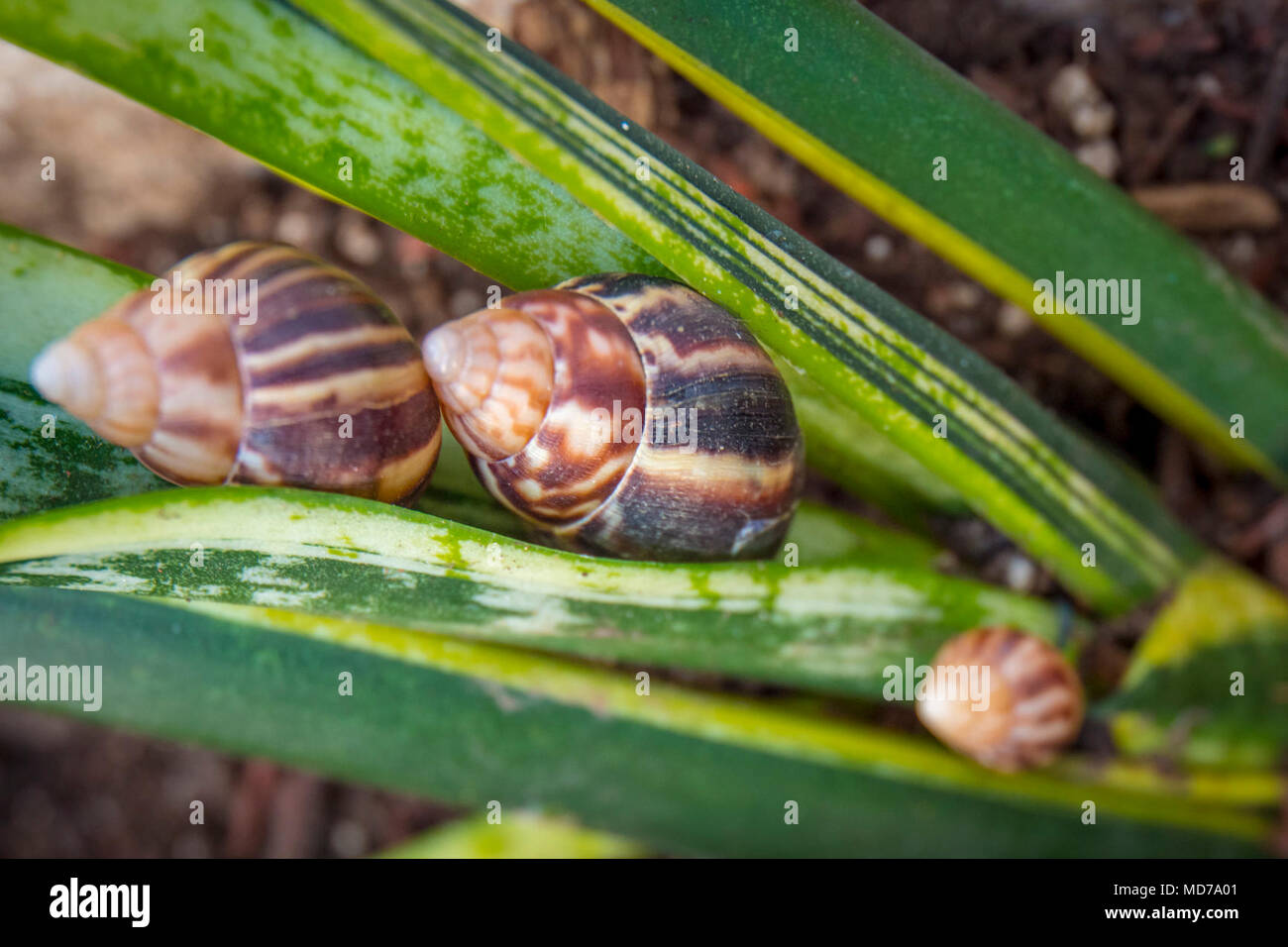 U.S. Department of Agriculture (USDA) Animal and Plant Health ...