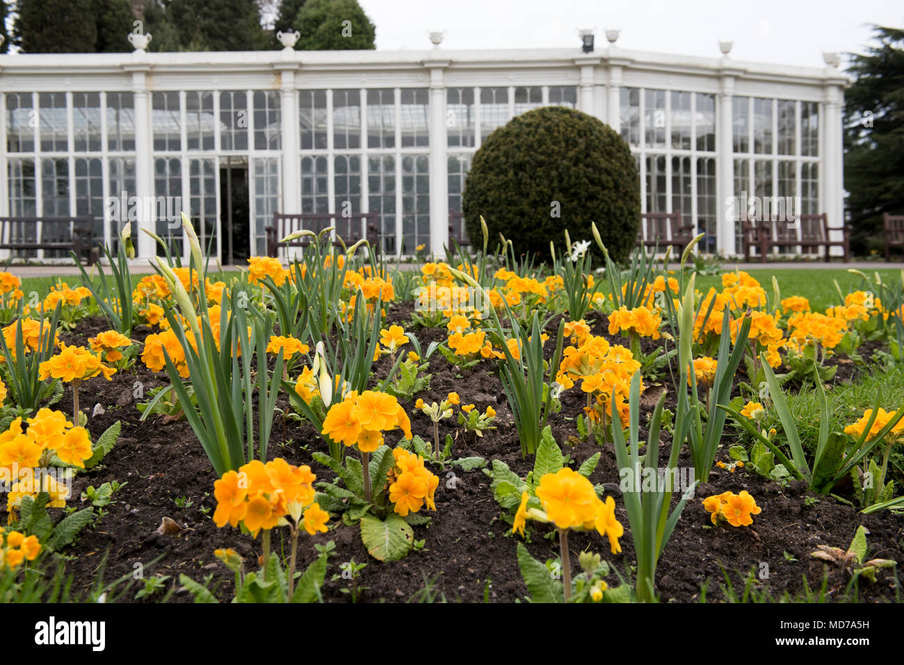Spring flowers in the gardens at Wollaton Hall and Deer Park ...