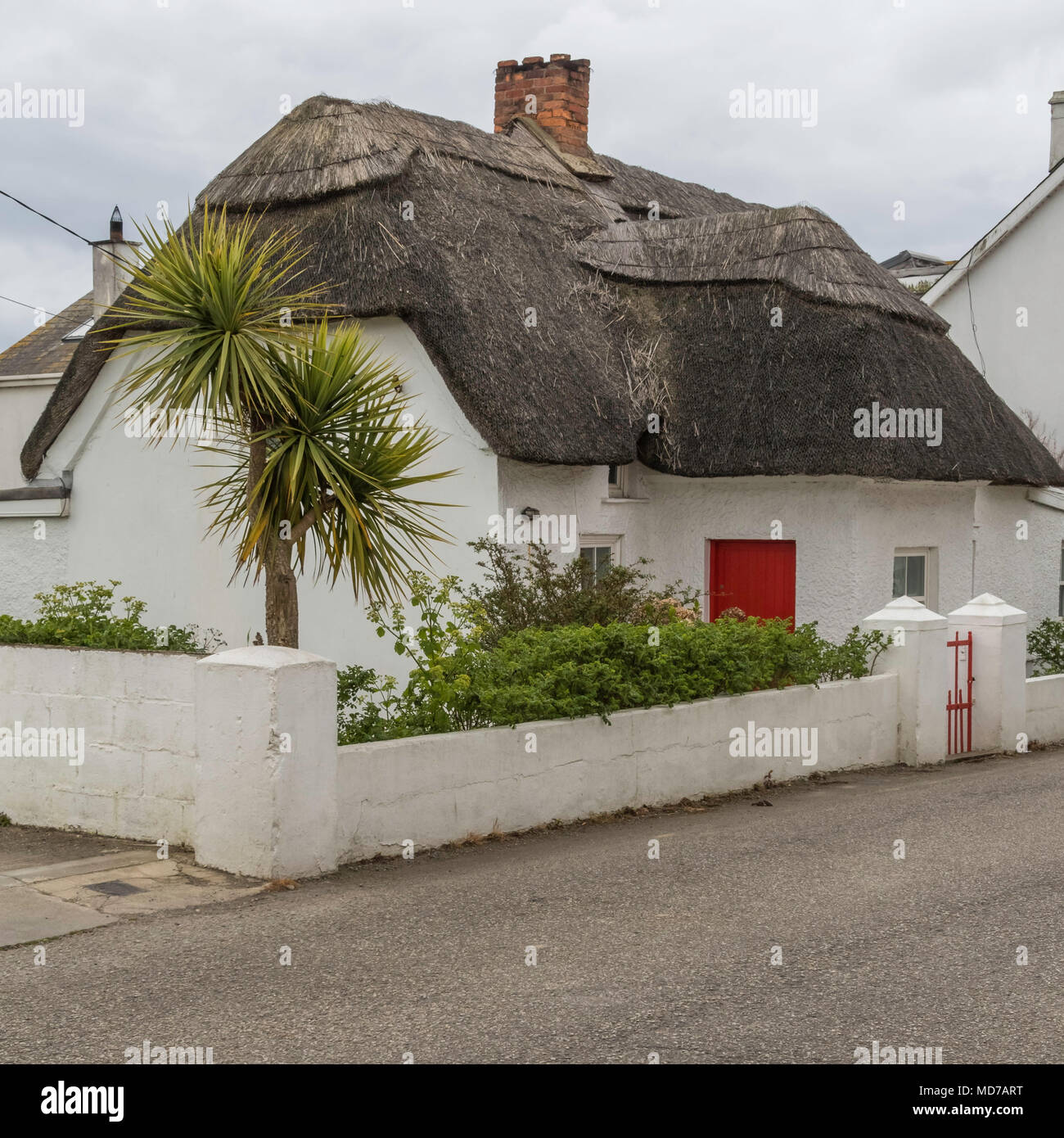 Traditional Thatched Roof Cottage, White, Red Door, Overcast Spring day ...