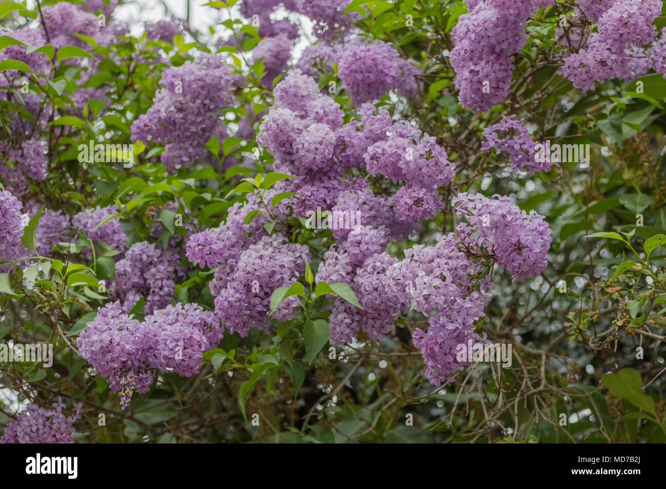 Seasons springtime hi-res stock photography and images - Alamy