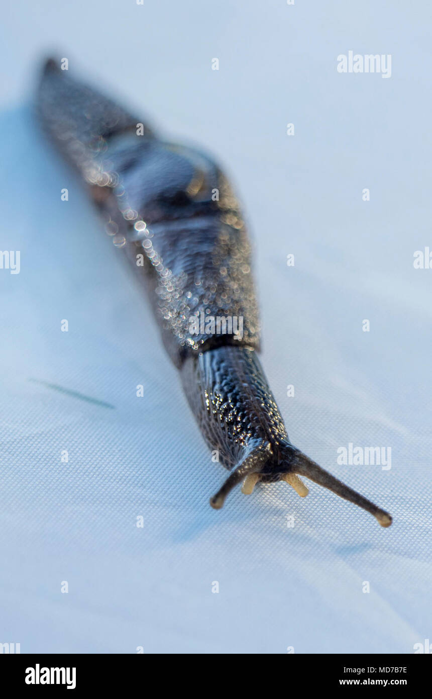 Puerto rico municipalities hi-res stock photography and images - Alamy