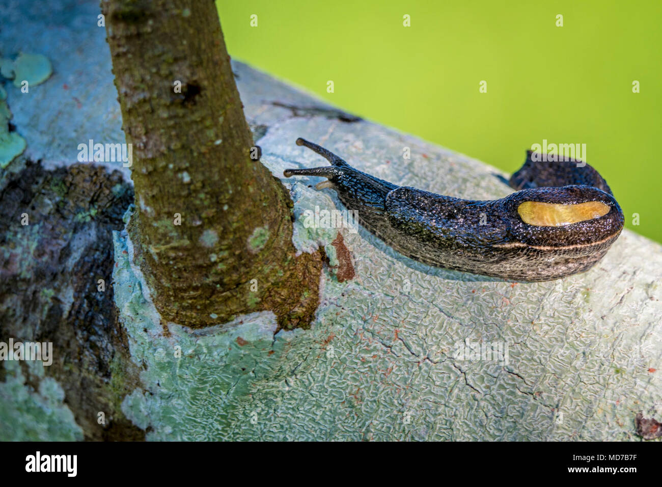 Ratworm lung hi-res stock photography and images - Alamy