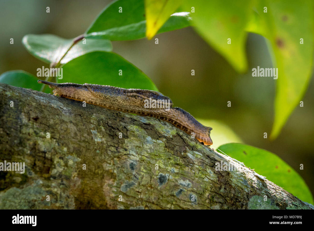 Puerto rico municipalities hi-res stock photography and images - Alamy