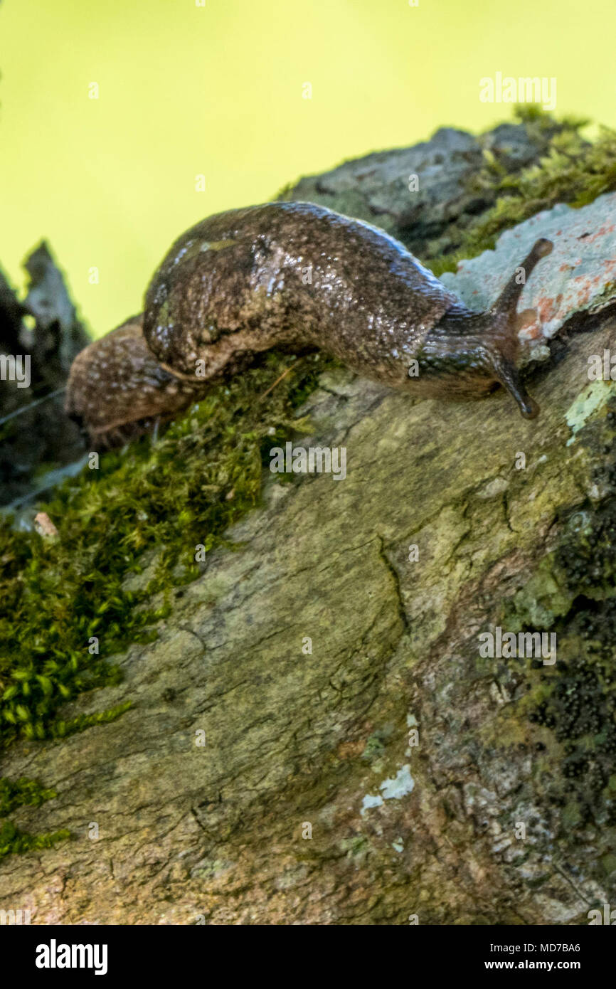 U.S. Department of Agriculture (USDA) Pest Survey Specialist Rosimar ...