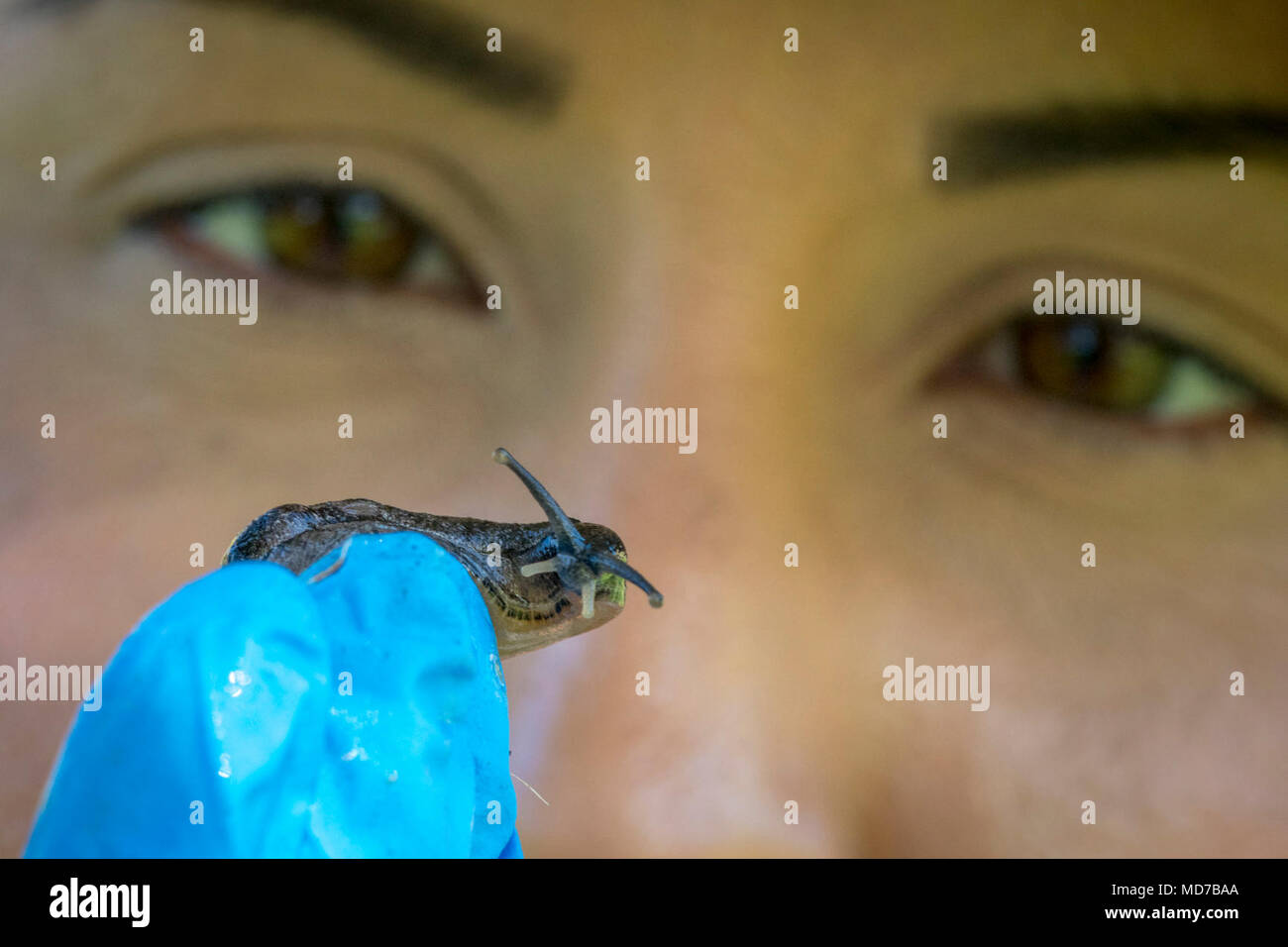 Pest survey hi-res stock photography and images - Alamy