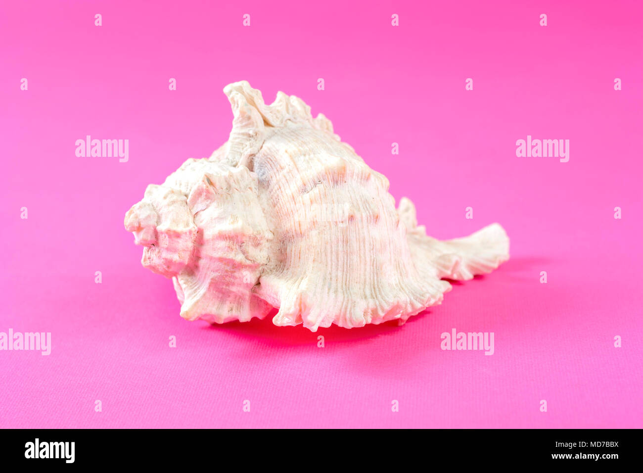 Big white Sea Shell isolated on pink background in studio Stock Photo ...