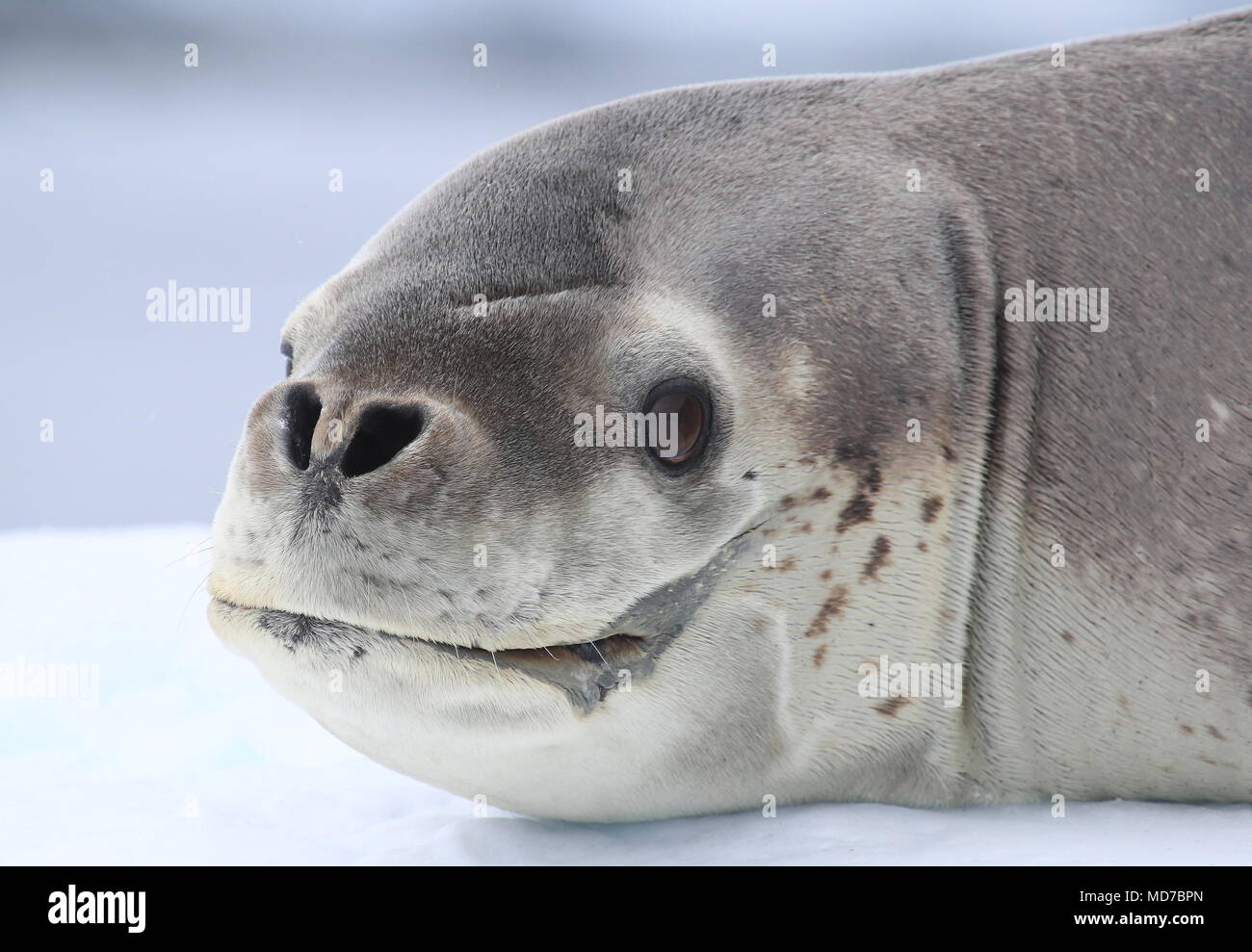 Antarctic leopard seals Stock Photo - Alamy
