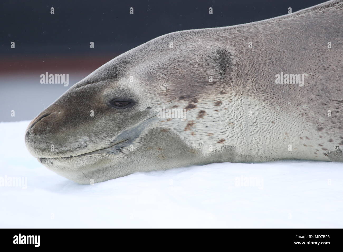 Antarctic leopard seals Stock Photo - Alamy