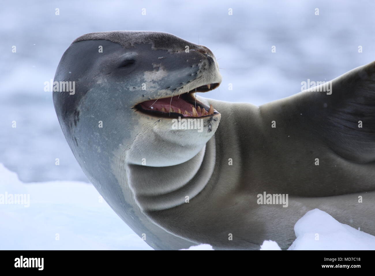 Antarctic leopard seals Stock Photo - Alamy