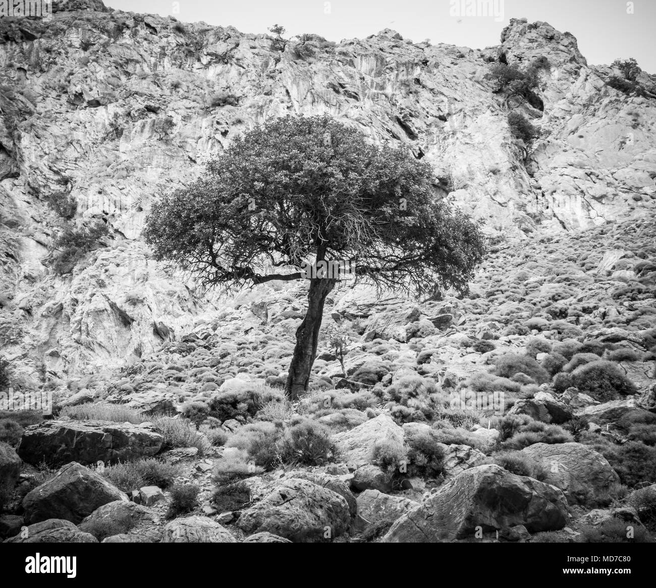 Tree on rocky cliff, Crete, Greece Stock Photo - Alamy