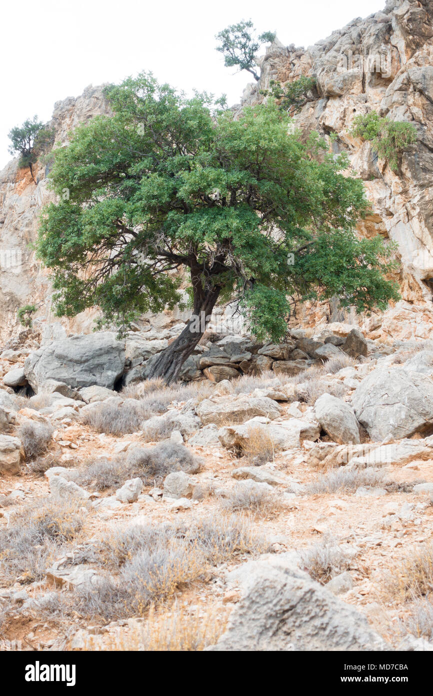 Tree on rocky cliff, Crete, Greece Stock Photo - Alamy