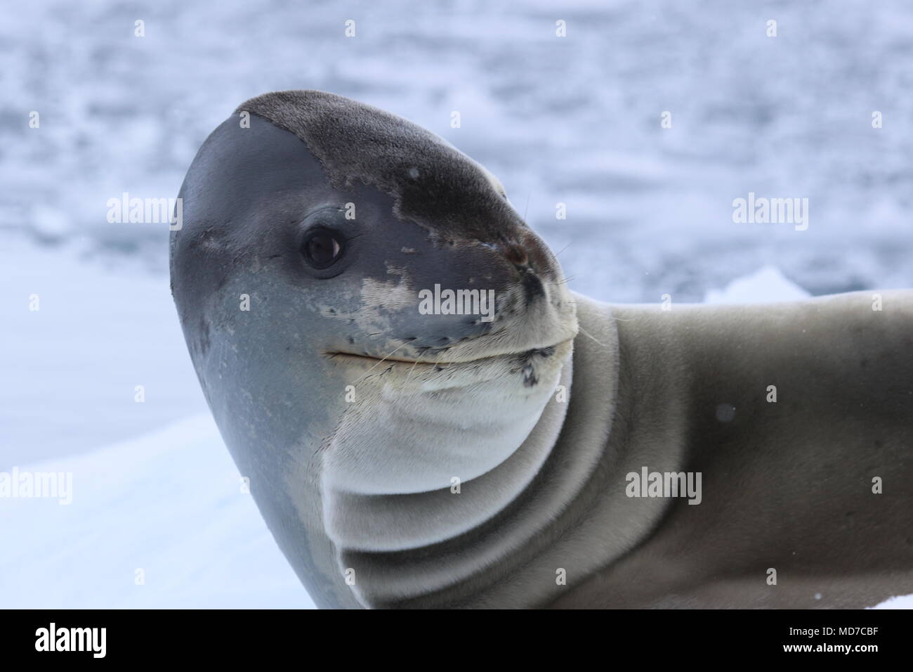 Antarctic maritime wilderness hi-res stock photography and images - Alamy