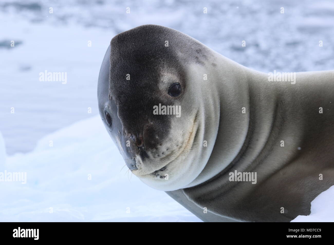 Antarctic leopard seals Stock Photo - Alamy