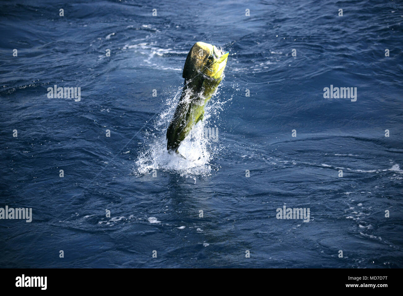 dorado fish jumping out of the water Stock Photo - Alamy