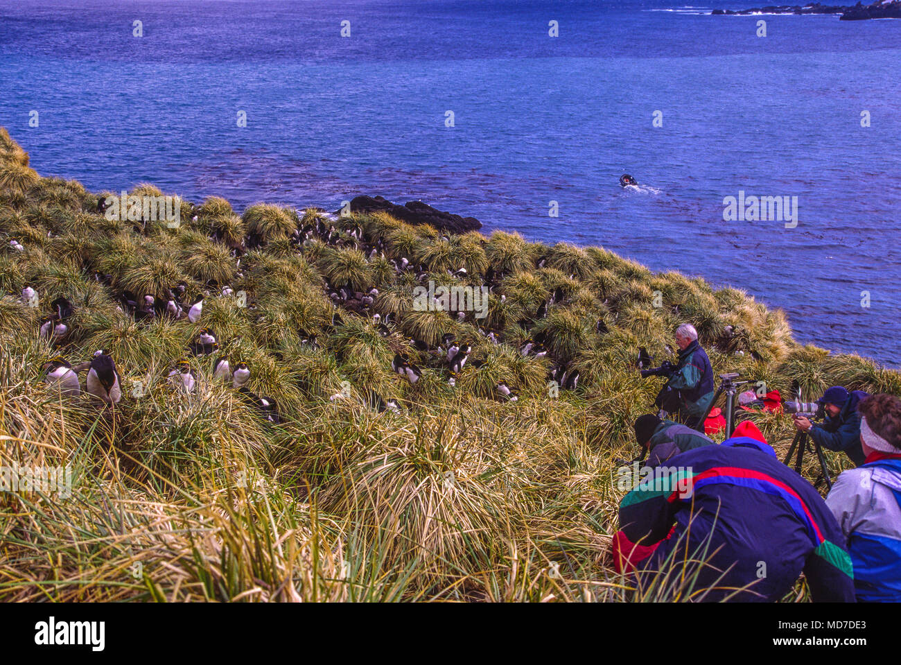 Photographers at nesting colony of macaroni penguins Stock Photo - Alamy