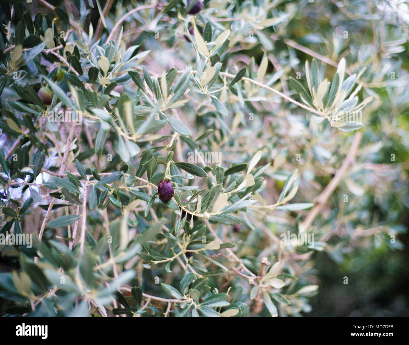 Olive seed hi-res stock photography and images - Alamy
