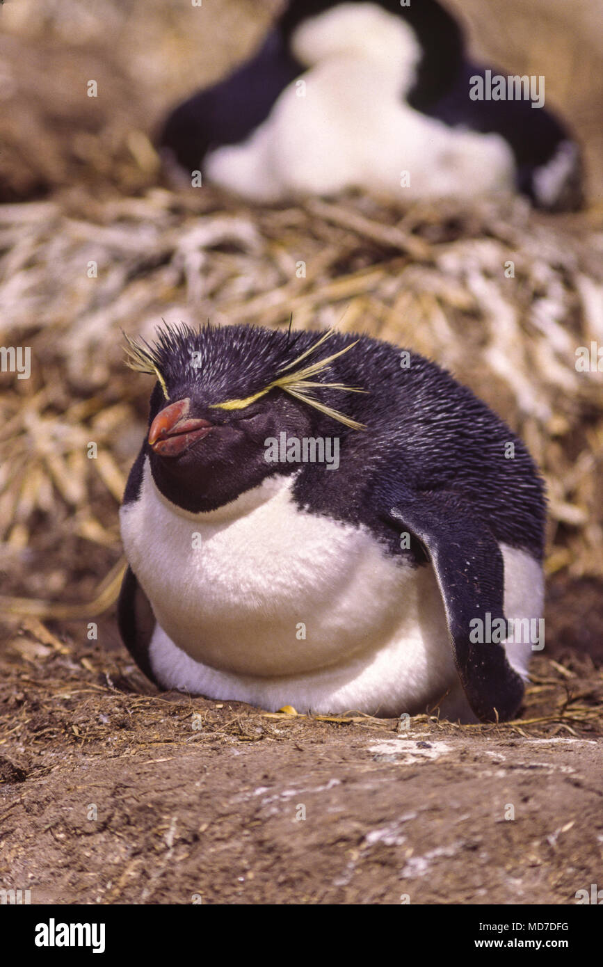 Macaroni penguin on nest, South Georgia Island, Antarctica Stock Photo ...