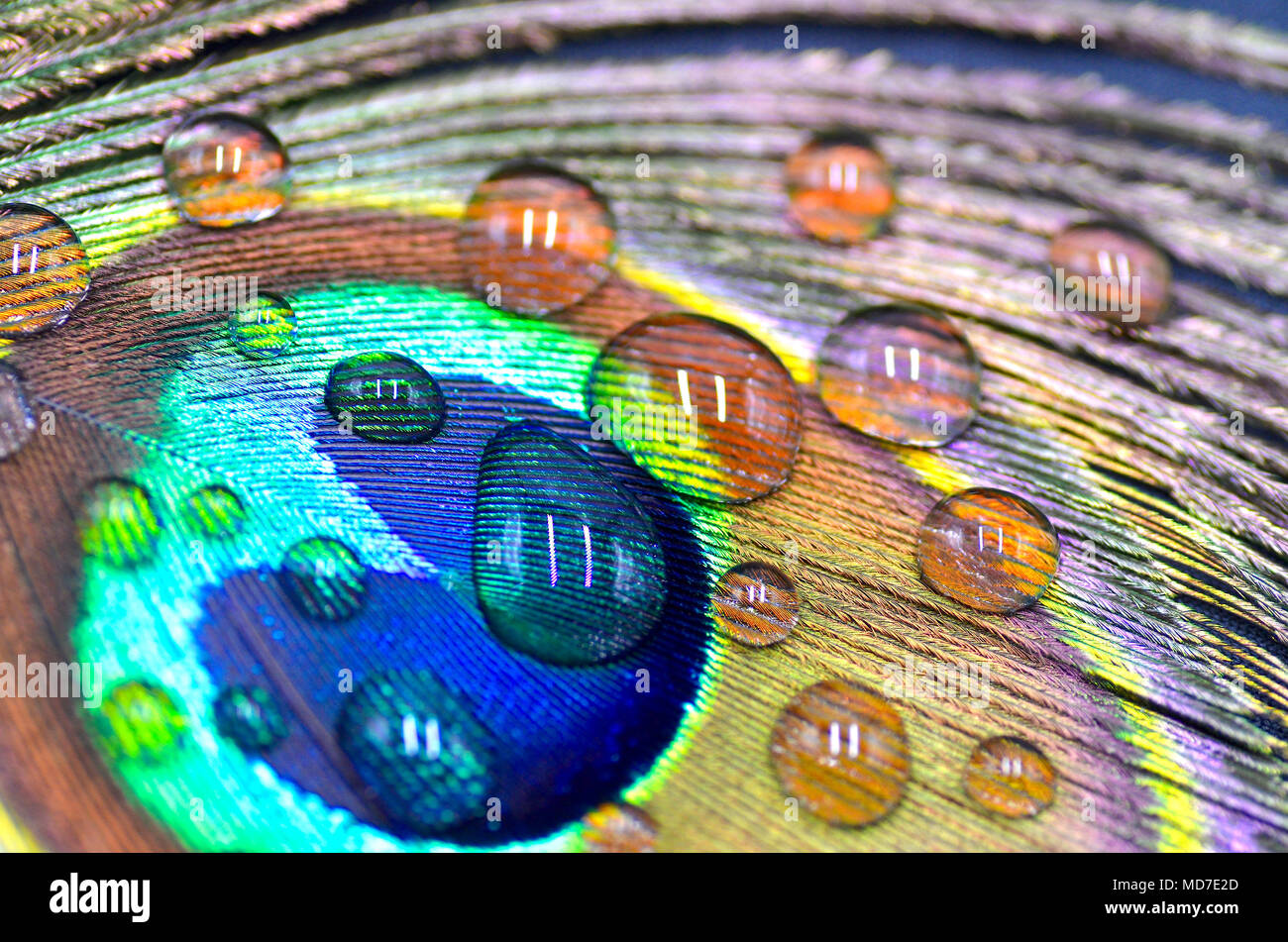 Rain drops on a peacock feather Stock Photo - Alamy