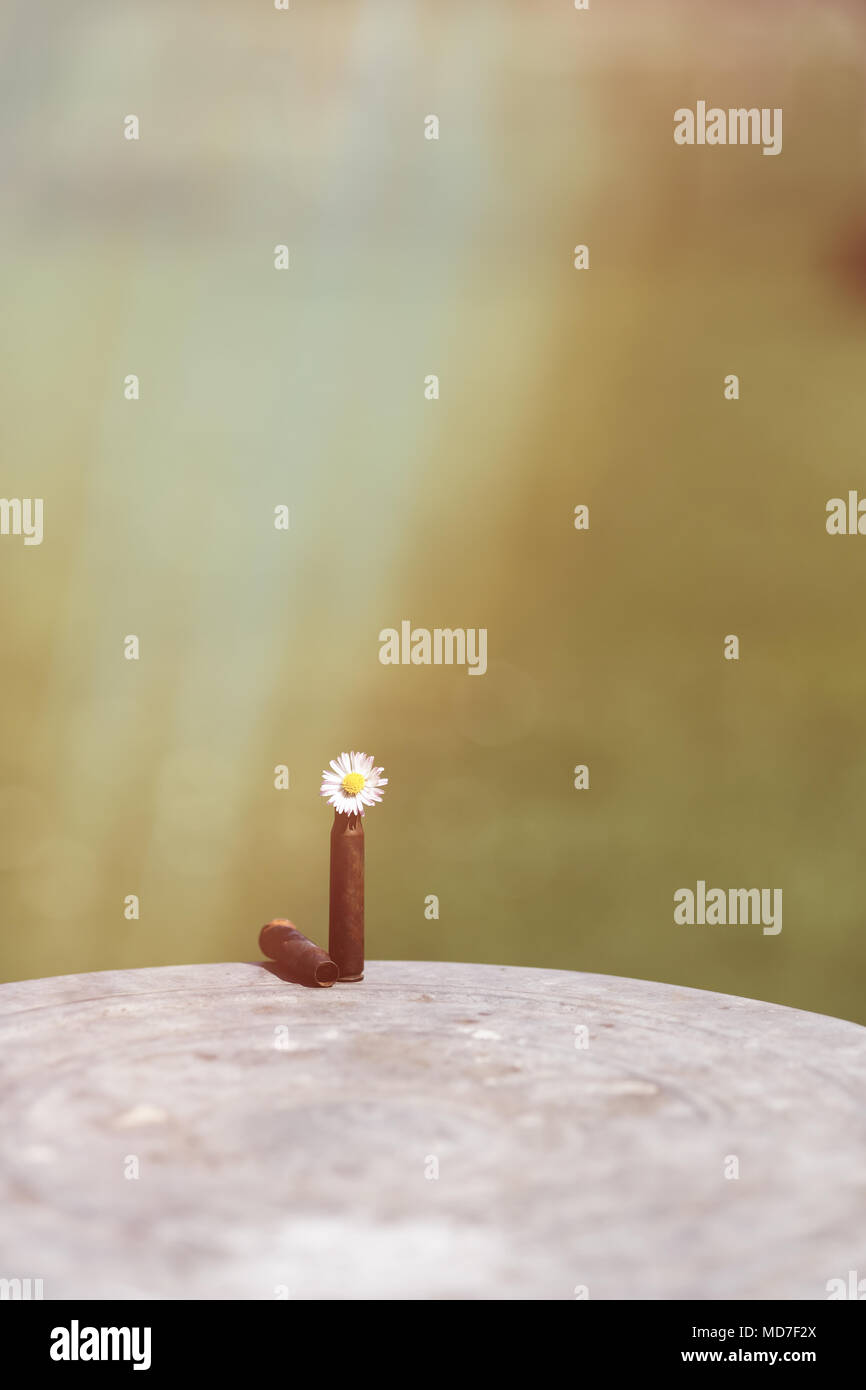 Shotgun shell and bullet with daisy flower inside on wooden plank with ...