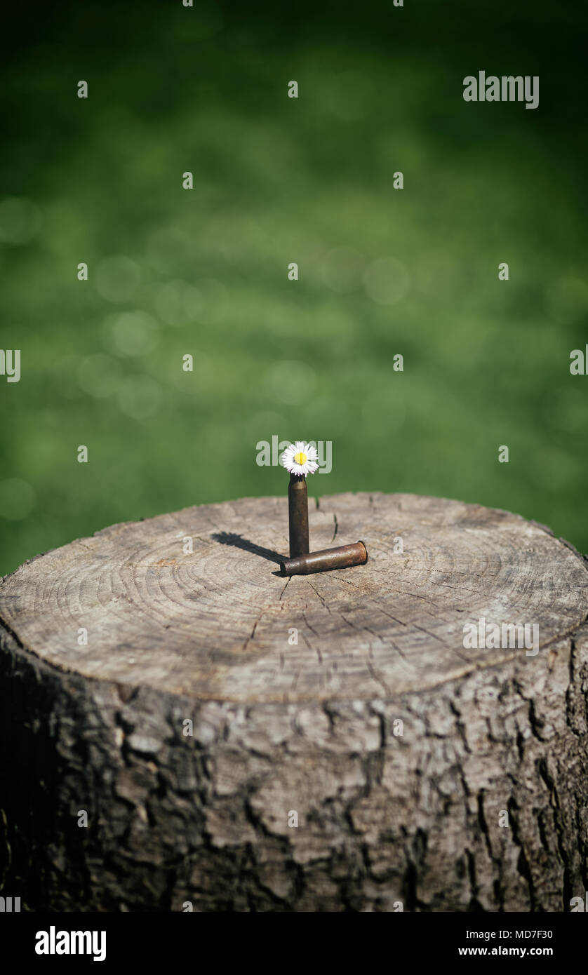 Shotgun shell and bullet with daisy flower outdoor on wooden plank with ...