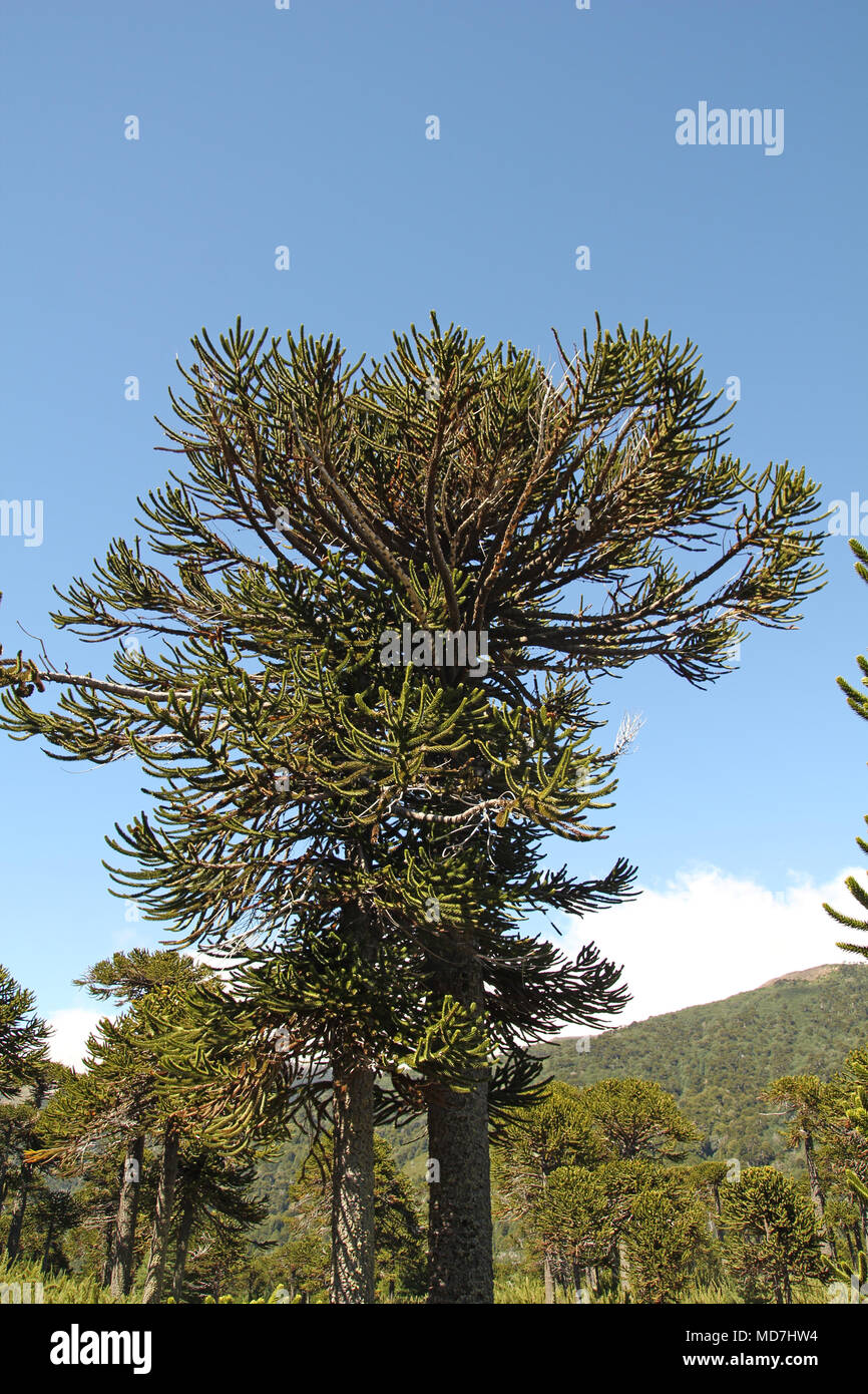 Araucaria (Araucaria araucana) trees in Bio bio Park (Chile Stock Photo ...