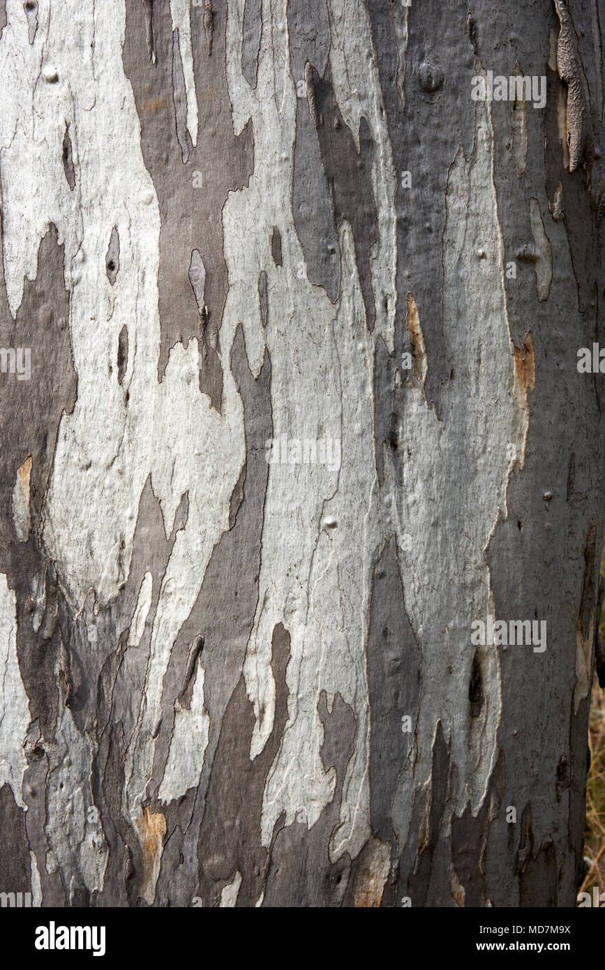 Strong pattern of bark on the trunk of Eucalyptus tree in Alpiine ...