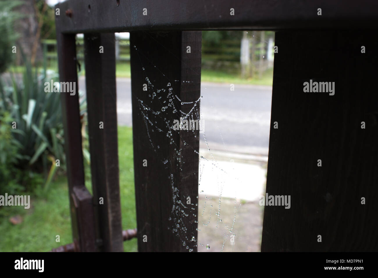 Focus on cobweb with dew drops. Spider web is on the wooden door. The ...