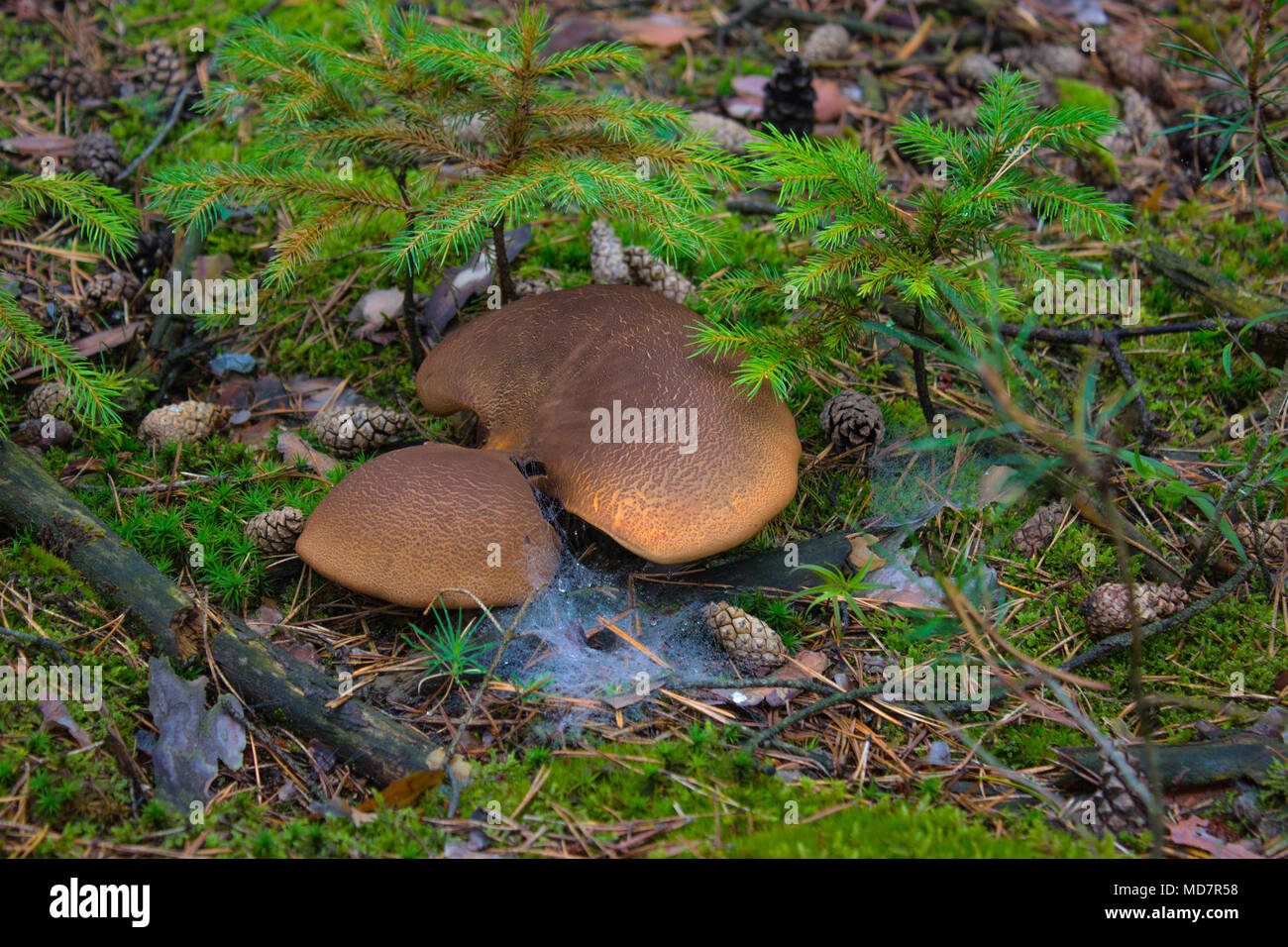 Food web mushroom hi-res stock photography and images - Alamy