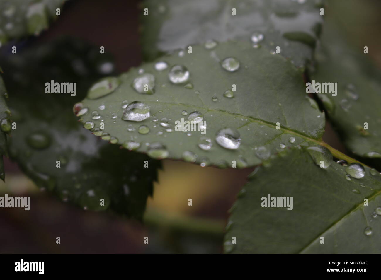Raining wet flower hi-res stock photography and images - Alamy