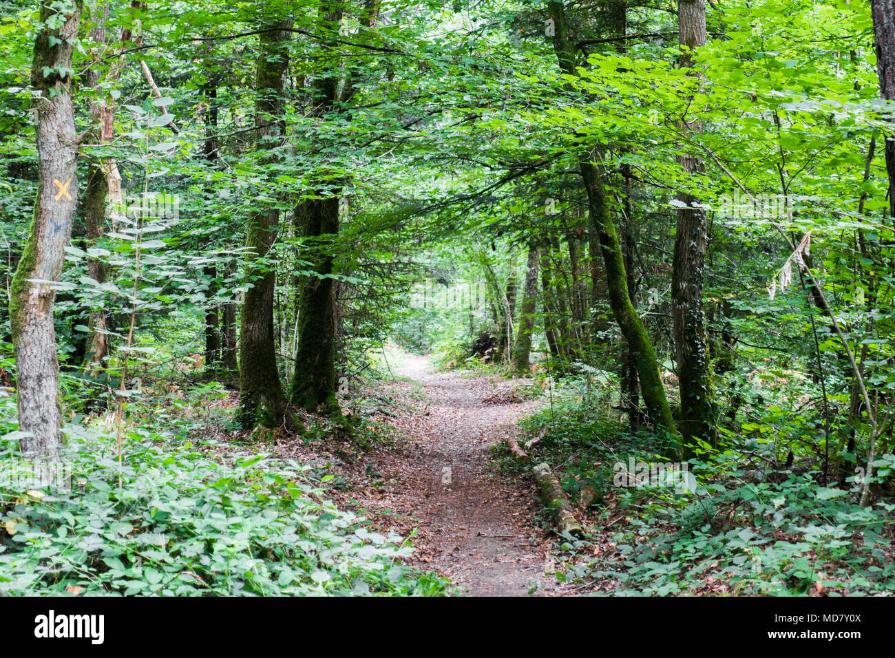 Brittany image hi-res stock photography and images - Alamy