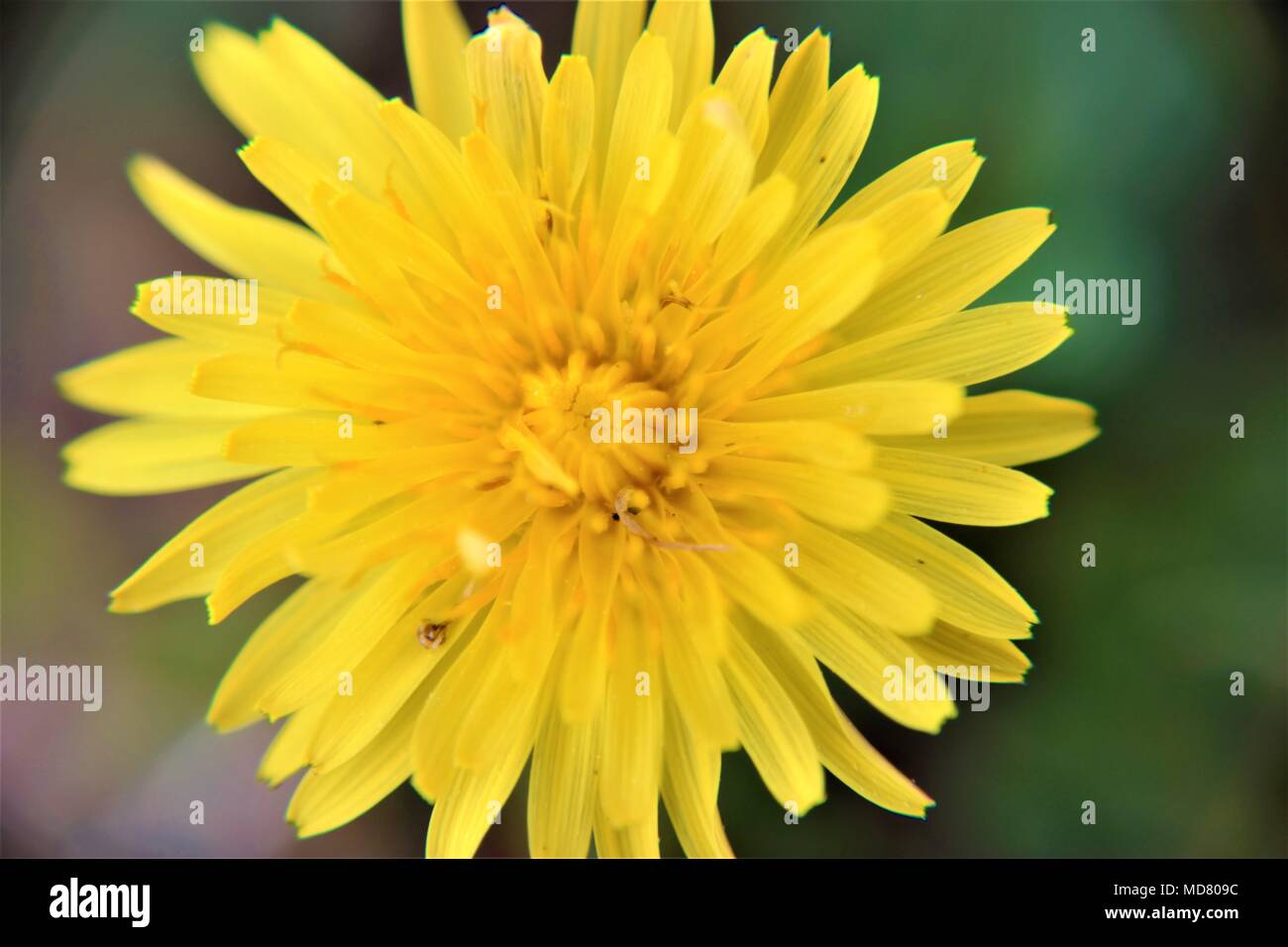 Yellow Dandy Lion Stock Photo - Alamy