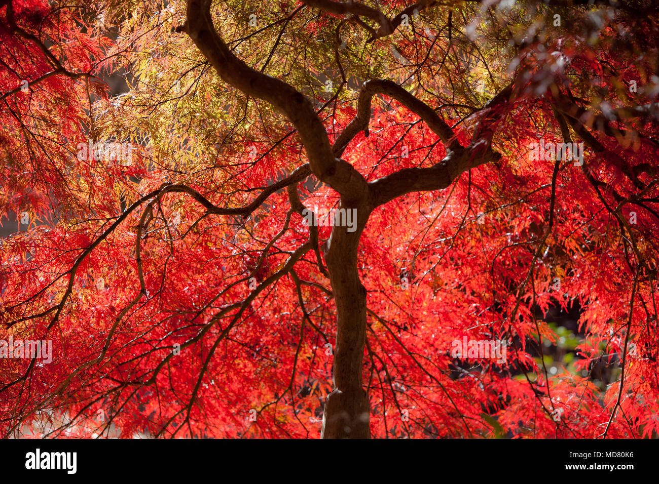 A beautiful red Japanese specimen maple tree silhouetted against it's ...