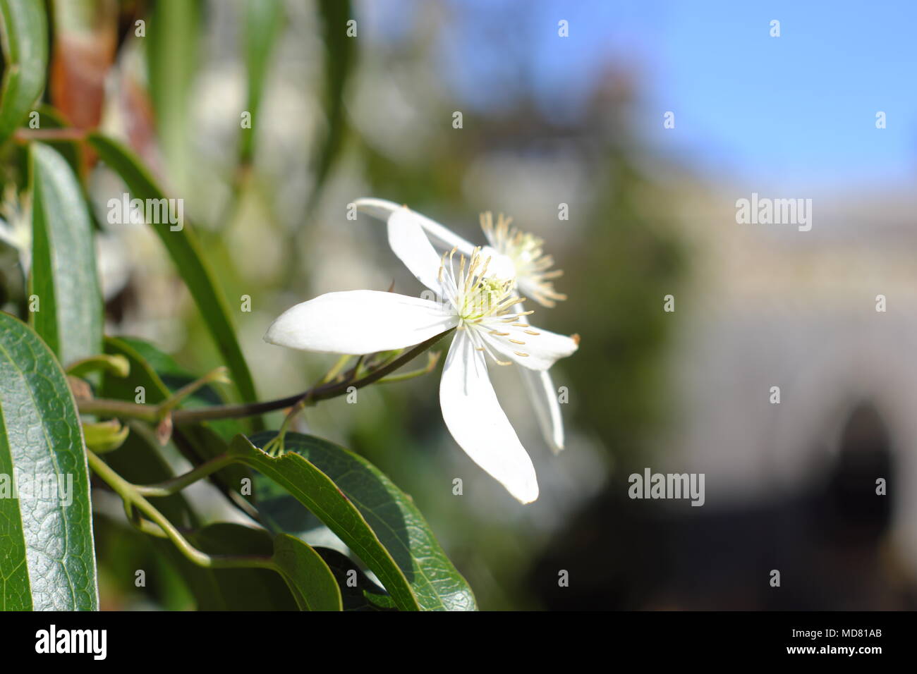 Clematis armandii in full bloom in an urban garden Stock Photo - Alamy