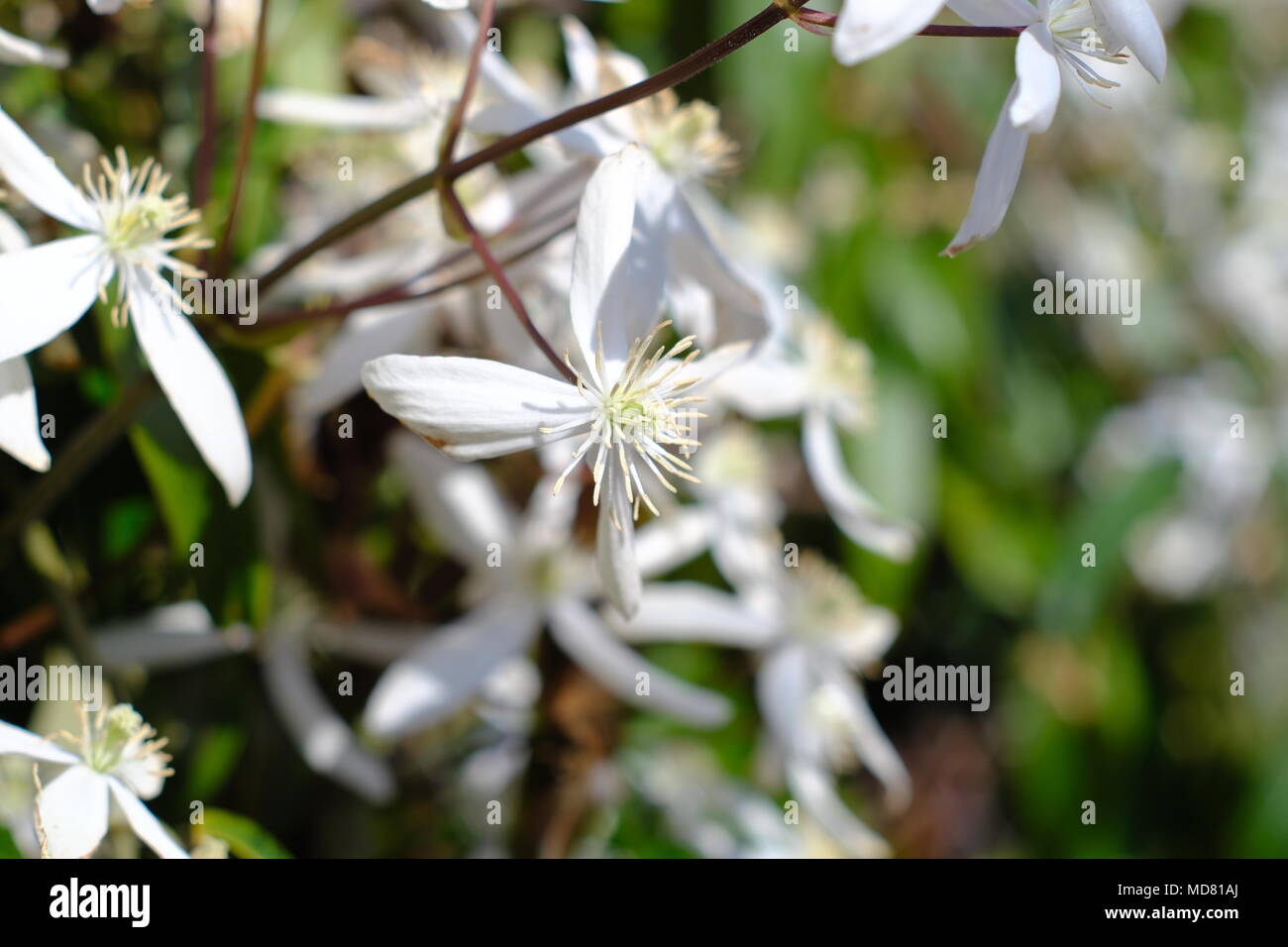 Clematis armandii in full bloom in an urban garden Stock Photo - Alamy