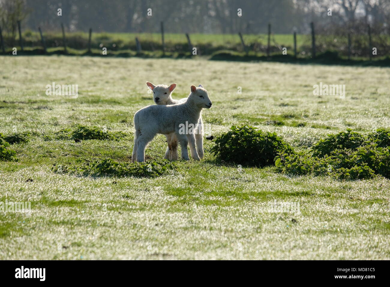 Spring lambs and sheep enjoying the sunshine in the open countryside ...