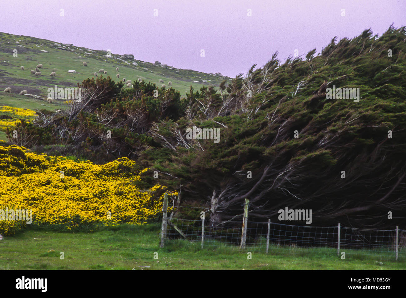 Sheep grazing, Falkland Islands Stock Photo - Alamy