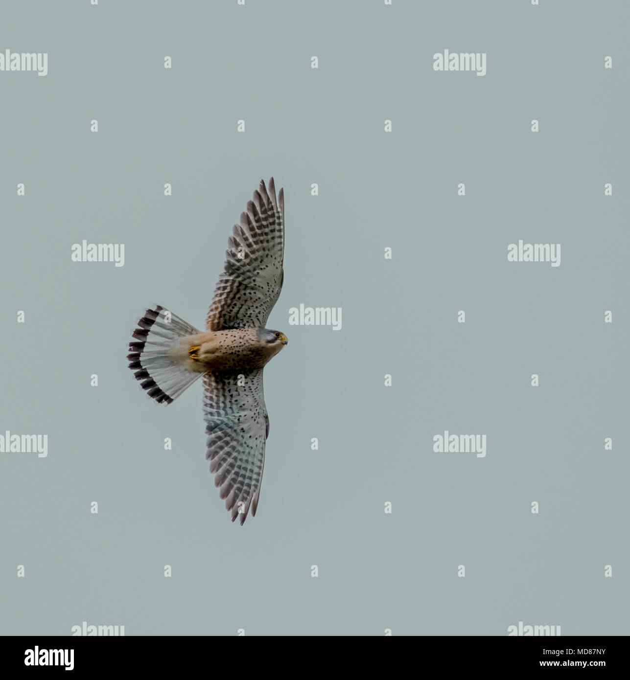 Kestrel underside hi-res stock photography and images - Alamy