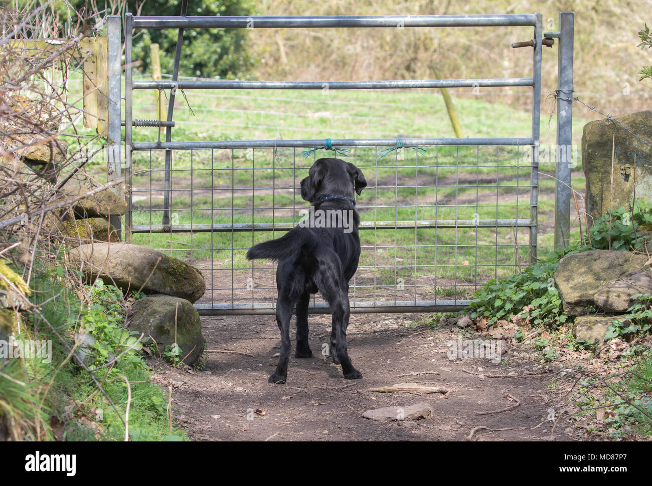 Labrador happy wagging tail hi-res stock photography and images - Alamy