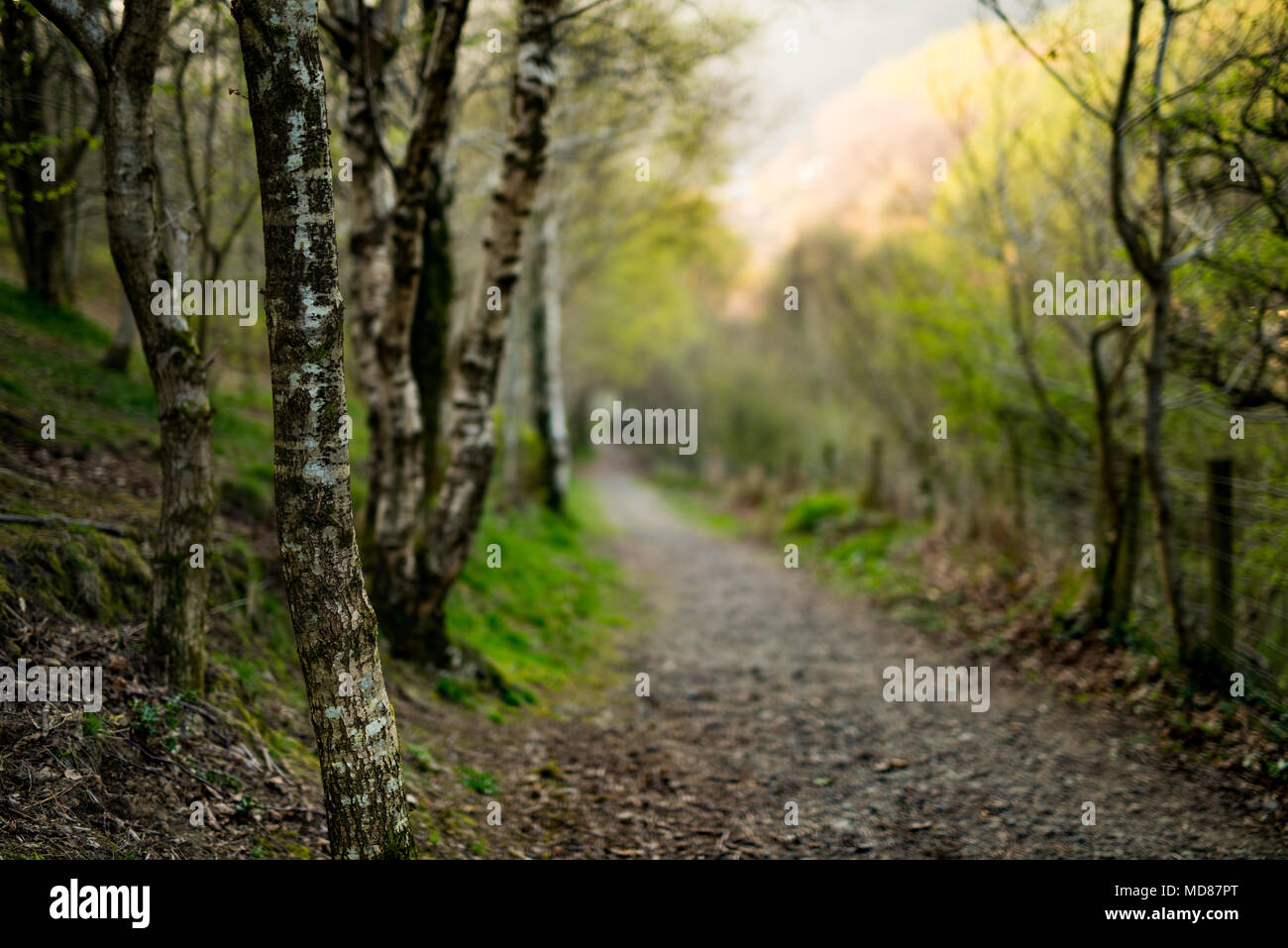 Tree Lined Country Path Stock Photo - Alamy