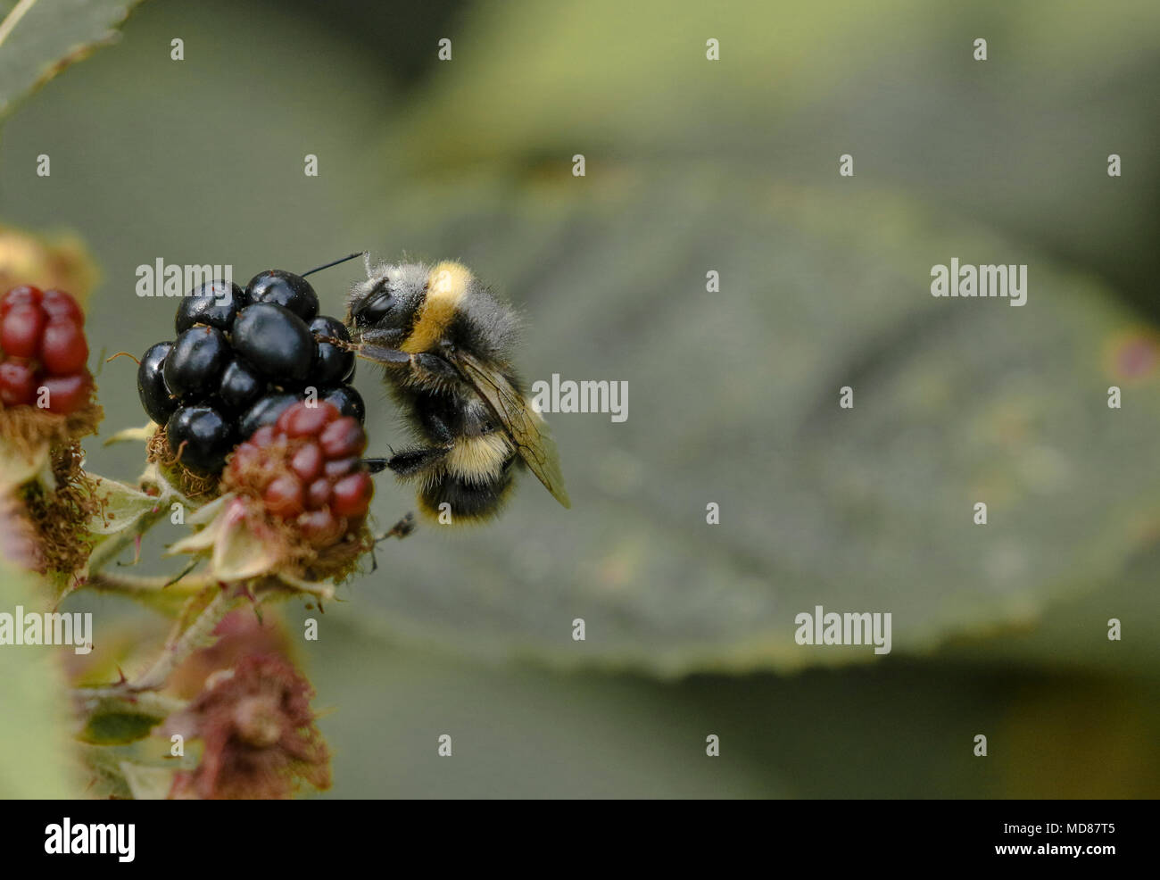 Buff fruit hi-res stock photography and images - Alamy