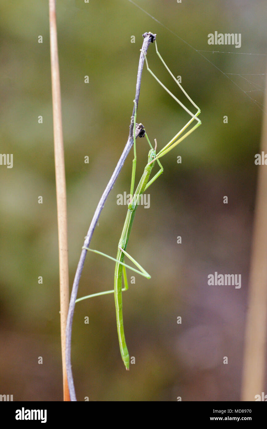 Phasmida hi-res stock photography and images - Alamy