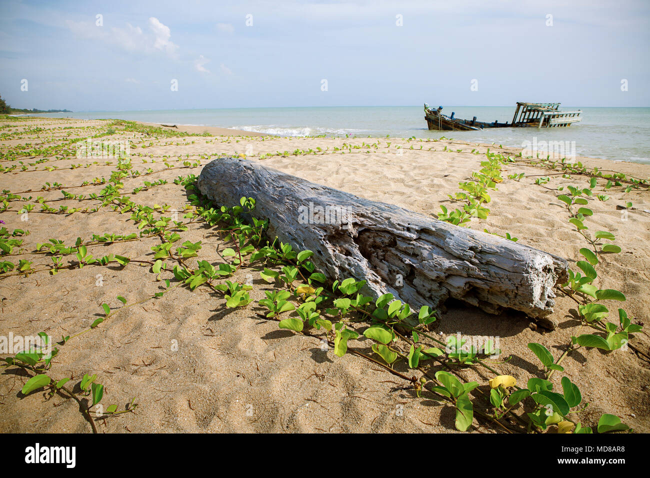 old tree stump and wreck boat on sea beach Stock Photo - Alamy