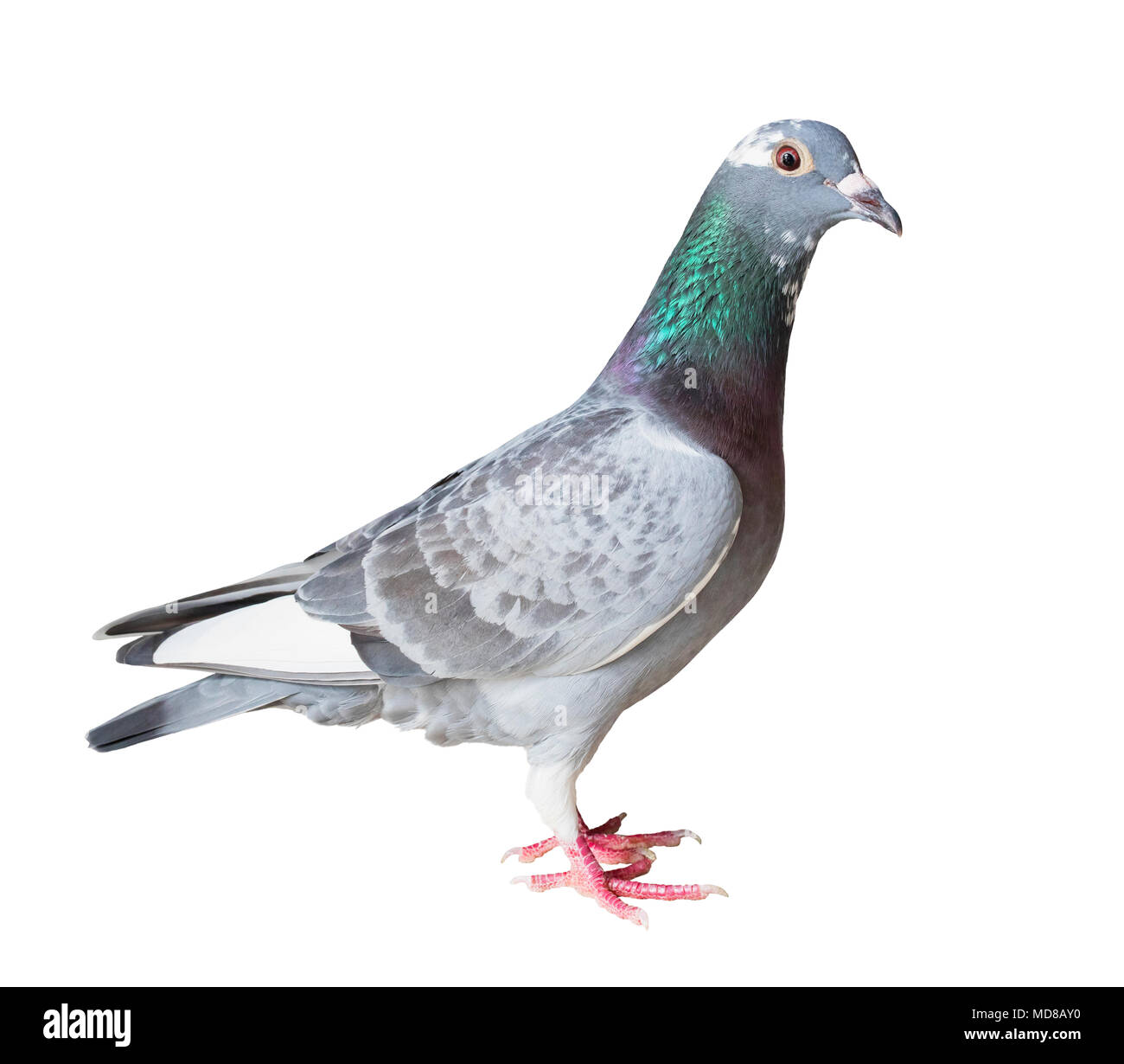 Full body pigeon Cut Out Stock Images & Pictures - Alamy